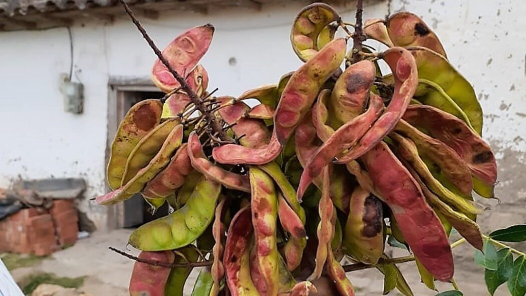 Plan Binacional concreta la primera venta de 30 toneladas de Tara, a ...